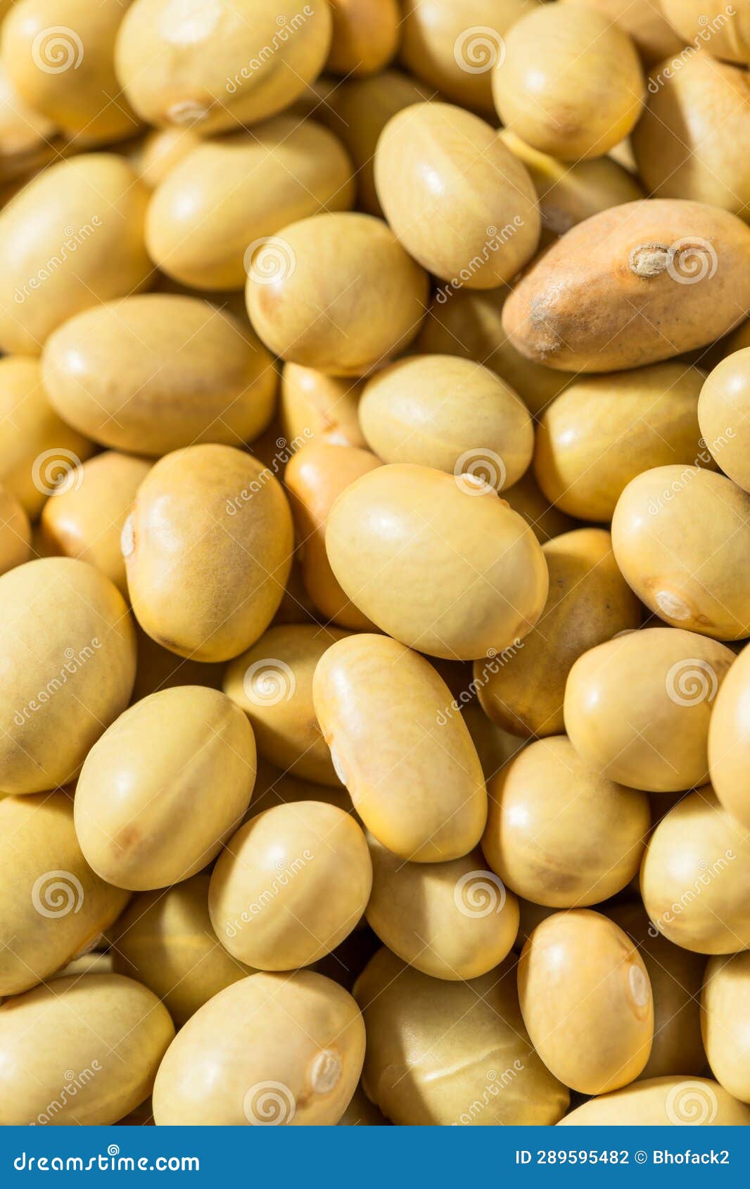 Organic Yellow Mayacoba Beans Stock Photo - Image of legume, delicious ...