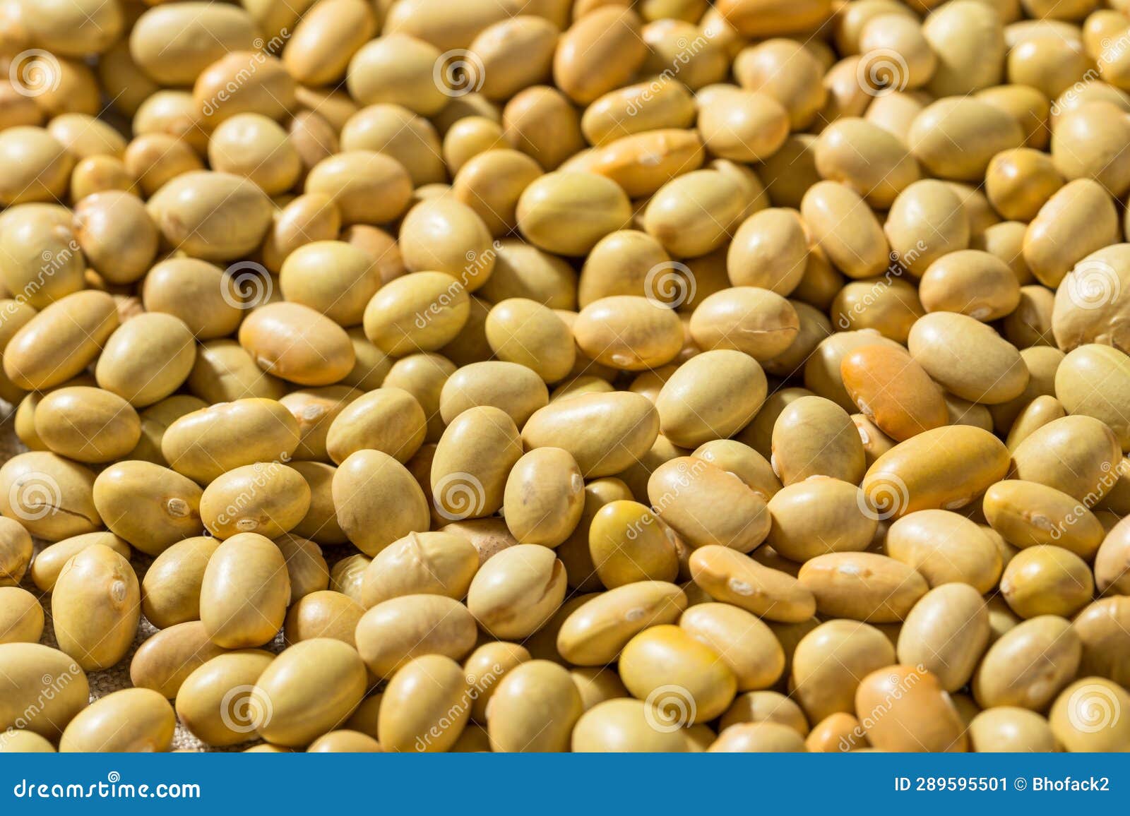Organic Yellow Mayacoba Beans Stock Image - Image of protein, diet ...