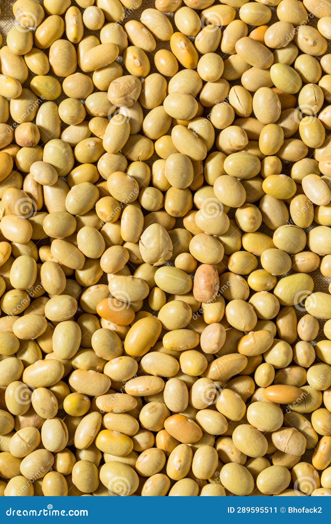 Organic Yellow Mayacoba Beans Stock Image - Image of agriculture ...