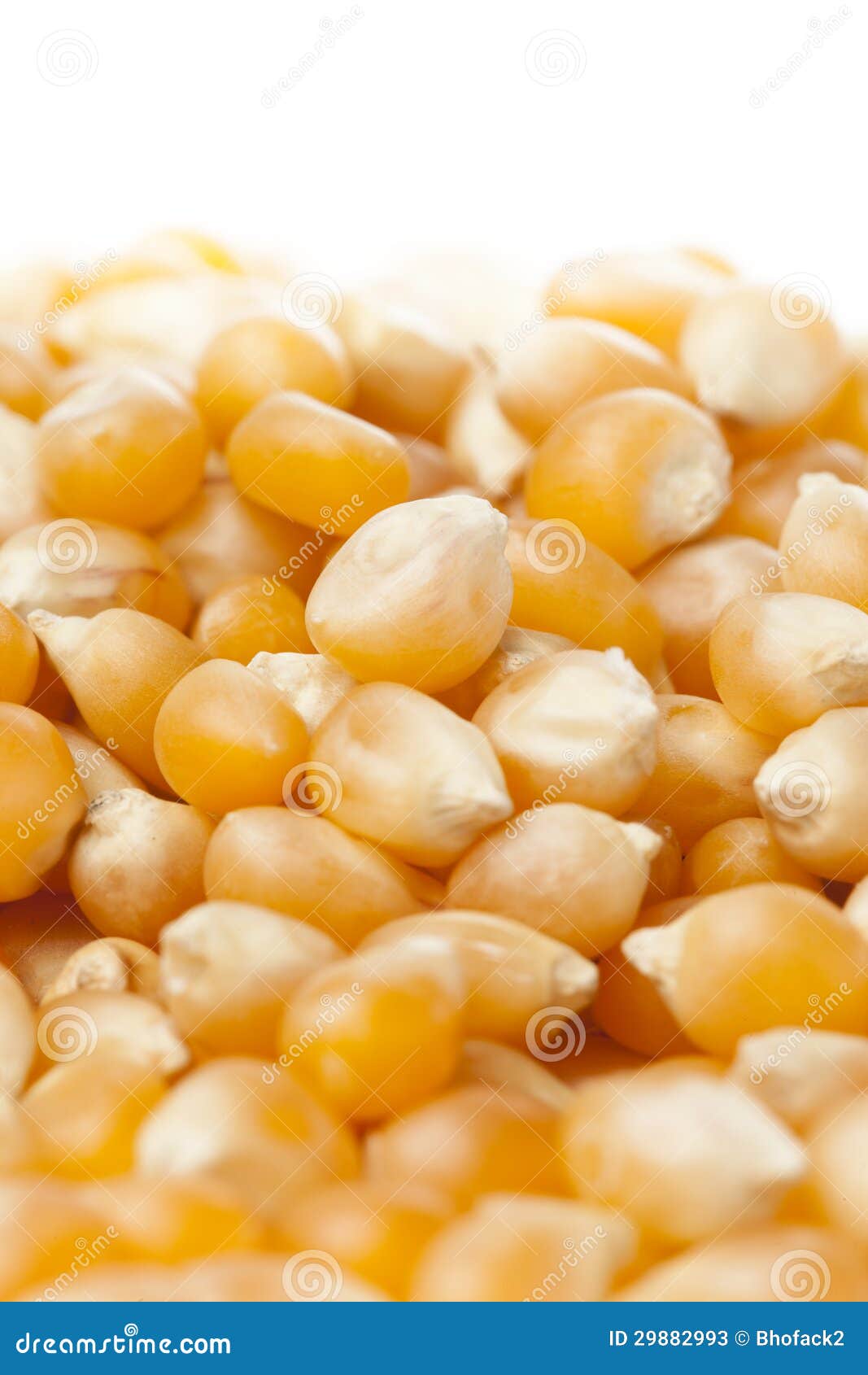 Organic Raw Yellow Corn Kernels Stock Image - Image of food, seed: 29882993