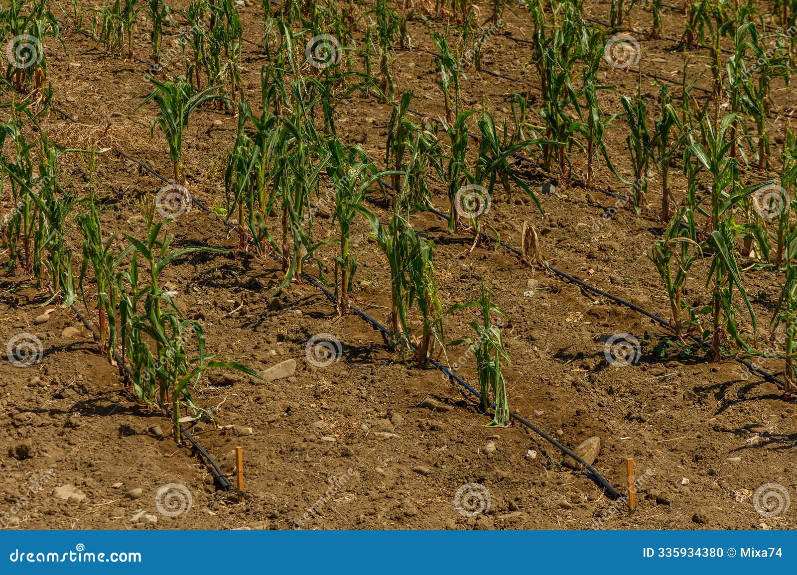 Organic Young Corn Plant with Drip Irrigation System. Stock Photo ...