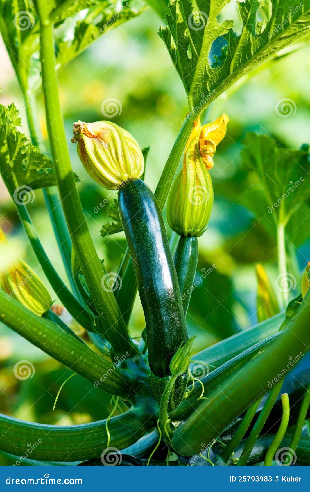 Organic Zucchini stock image. Image of plant, growth - 25793983