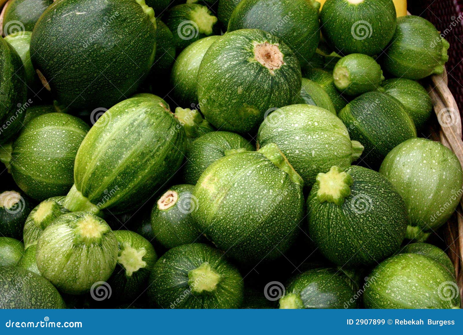 Organic Zucchini stock image. Image of cook, farm, summer - 2907899