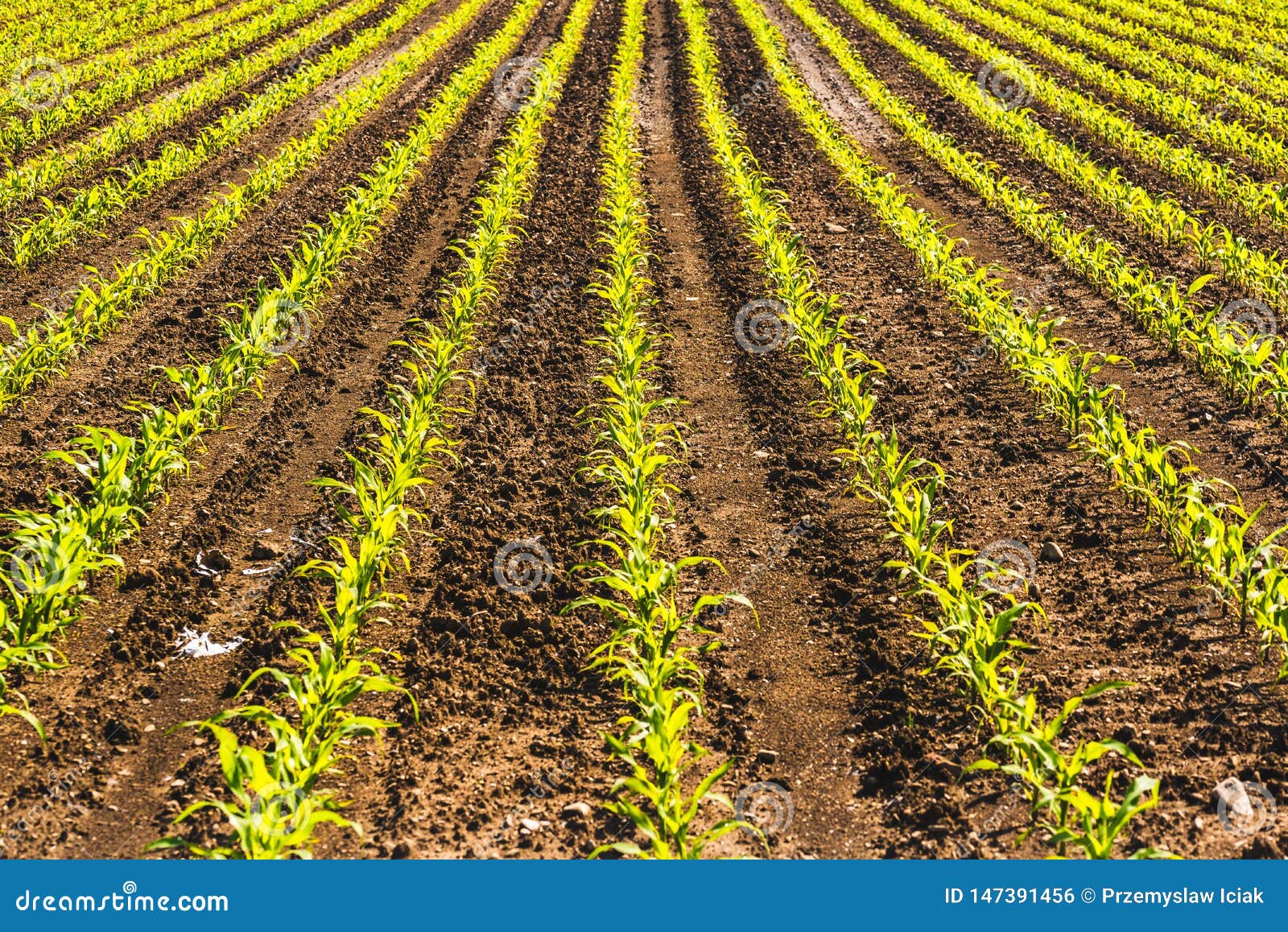 Organically Cultivated Corn in a Field Stock Photo - Image of ...