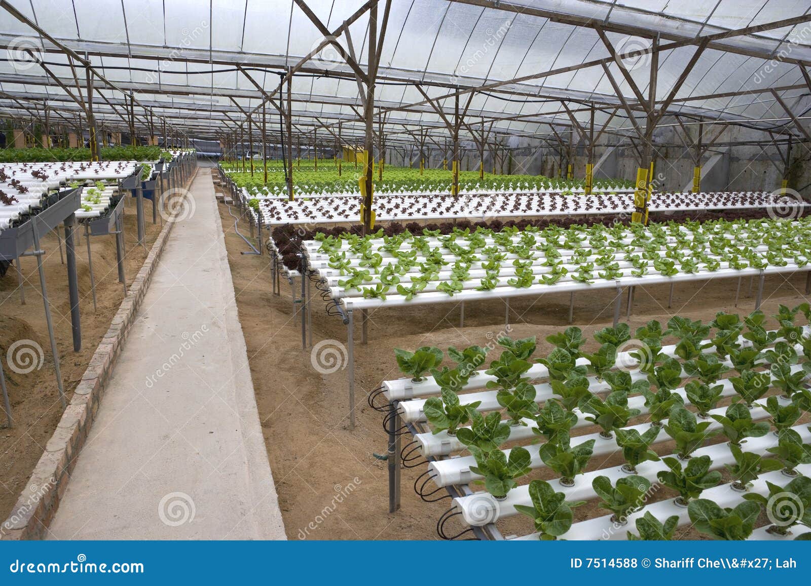 Organically Farmed Vegetables Stock Photo - Image of plant, food: 7514588