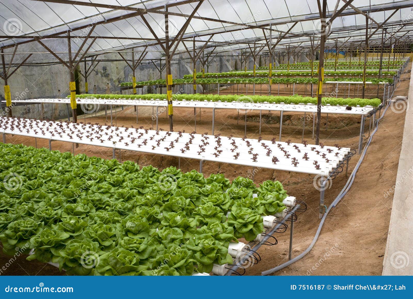 Organically Farmed Vegetables Stock Image - Image of malaysia, outdoor ...