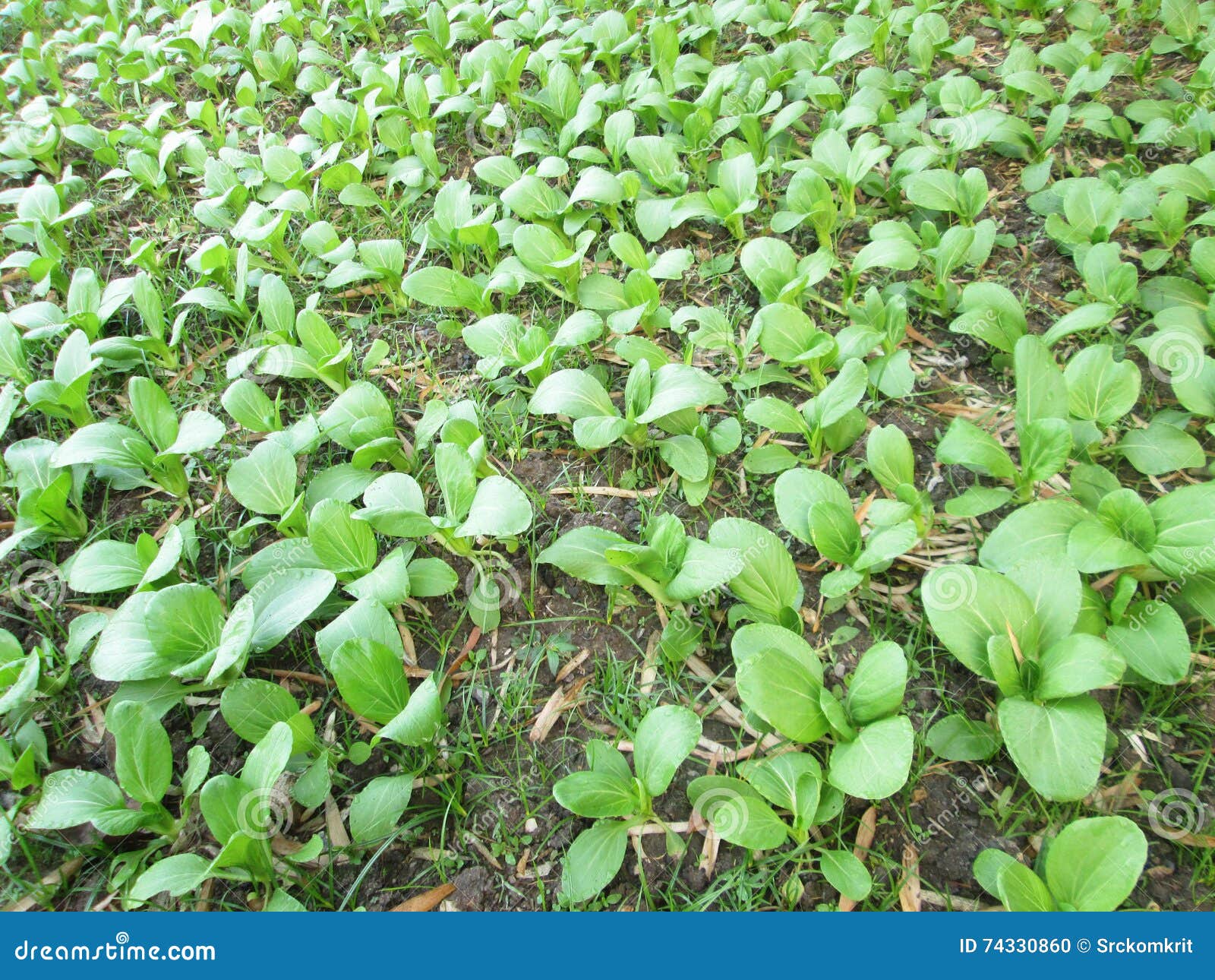 Organically Growing Beetroot and Spinach Vegetables in a Small City ...