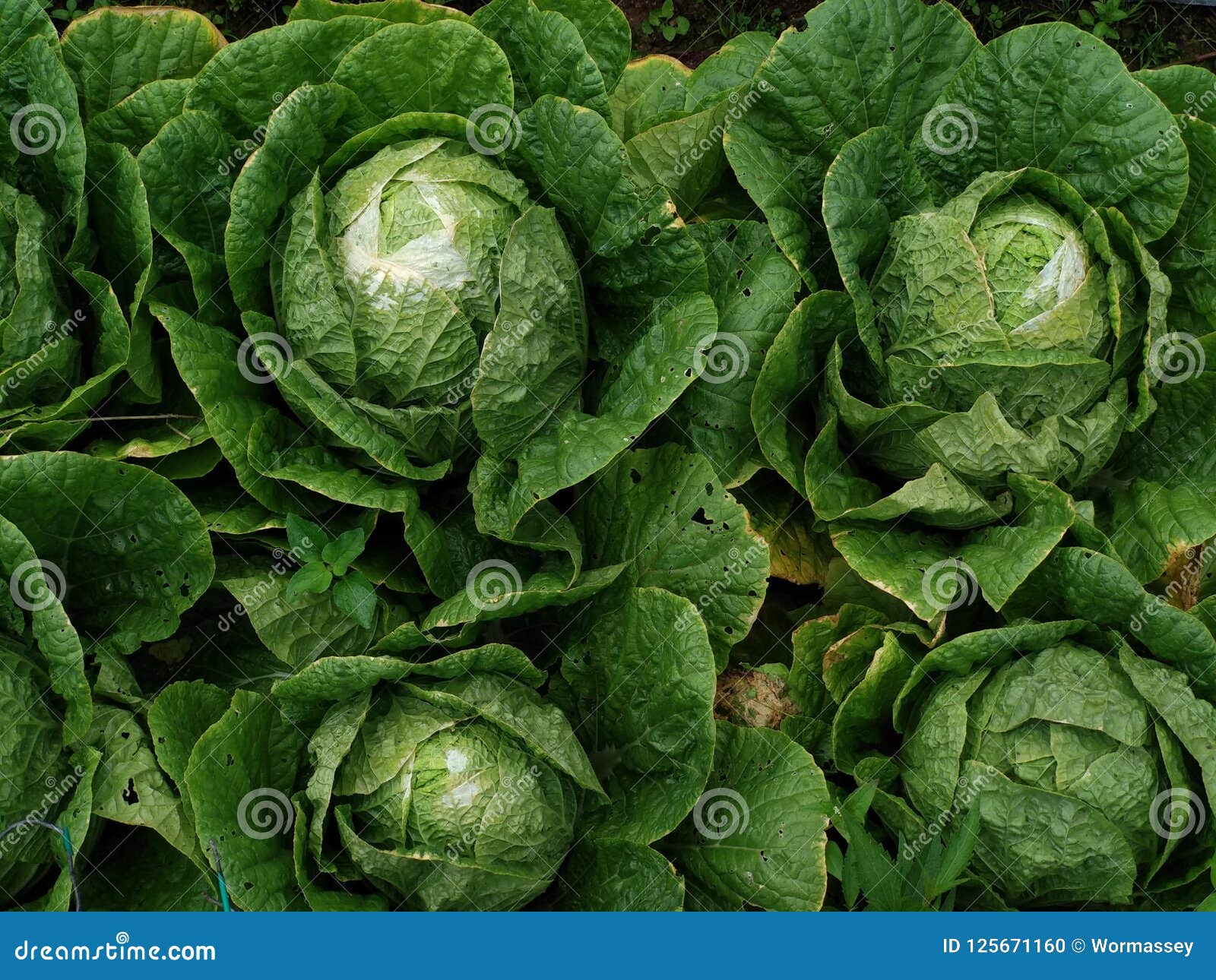 Backyard Cabbage Patch stock photo. Image of patch, moisture - 125671160