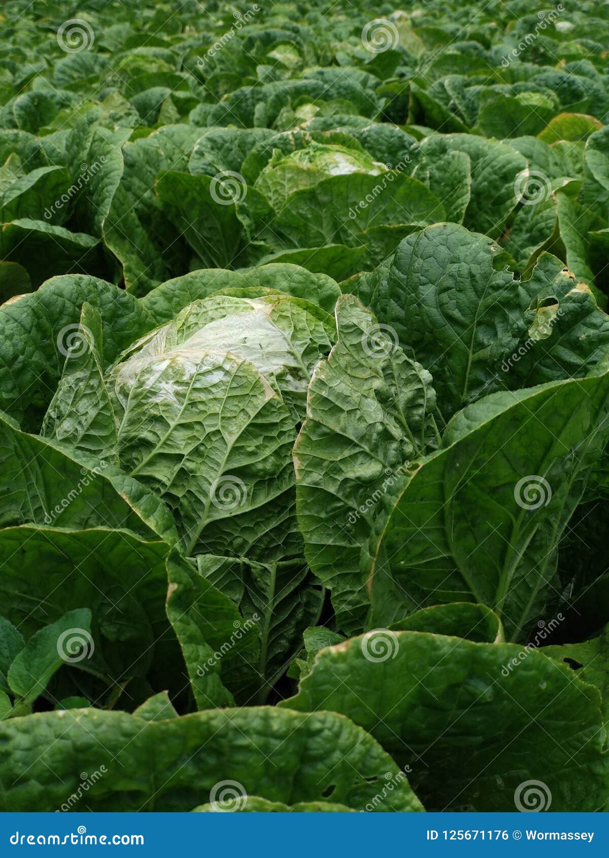 Backyard Cabbage Patch stock photo. Image of summer - 125671176