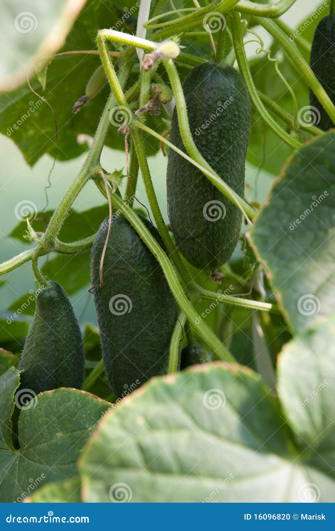 Organically Grown Cucumbers Stock Photo - Image of color, group: 16096820