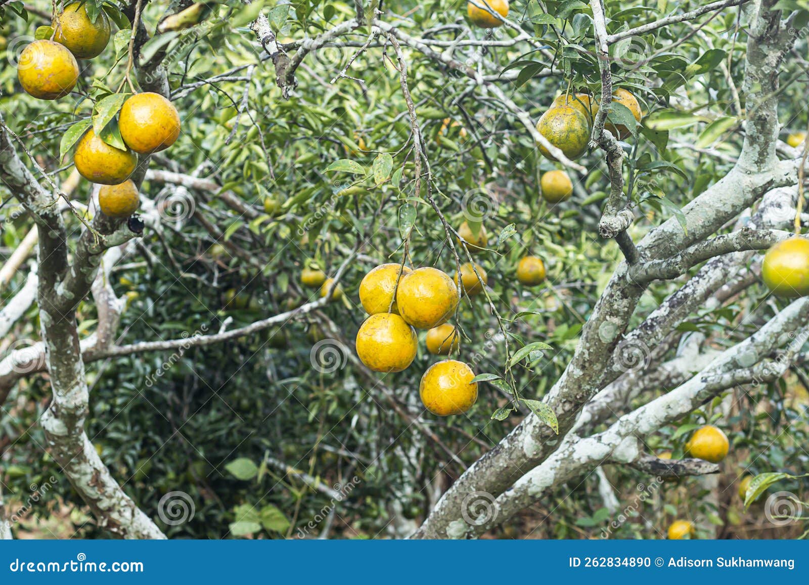 Organically Grown Oranges Destroyed by Insects Stock Photo - Image of ...