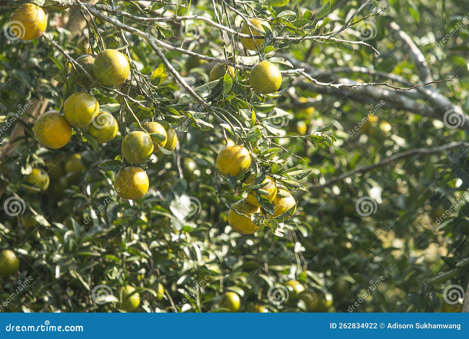 Organically Grown Oranges Destroyed by Insects Stock Photo - Image of ...