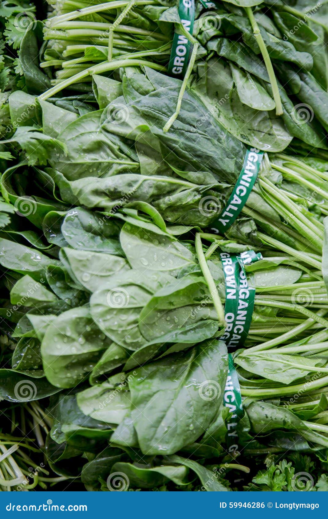 Organically Grown Spinach - Close-up Stock Photo - Image of market ...