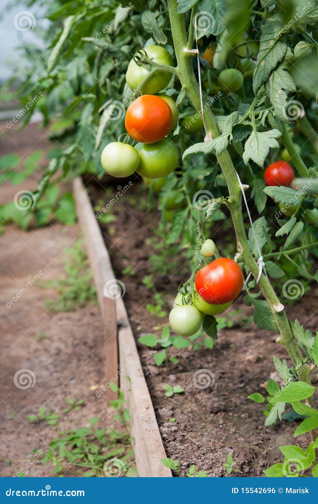 Organically grown tomatoes stock photo. Image of leaves - 15542696