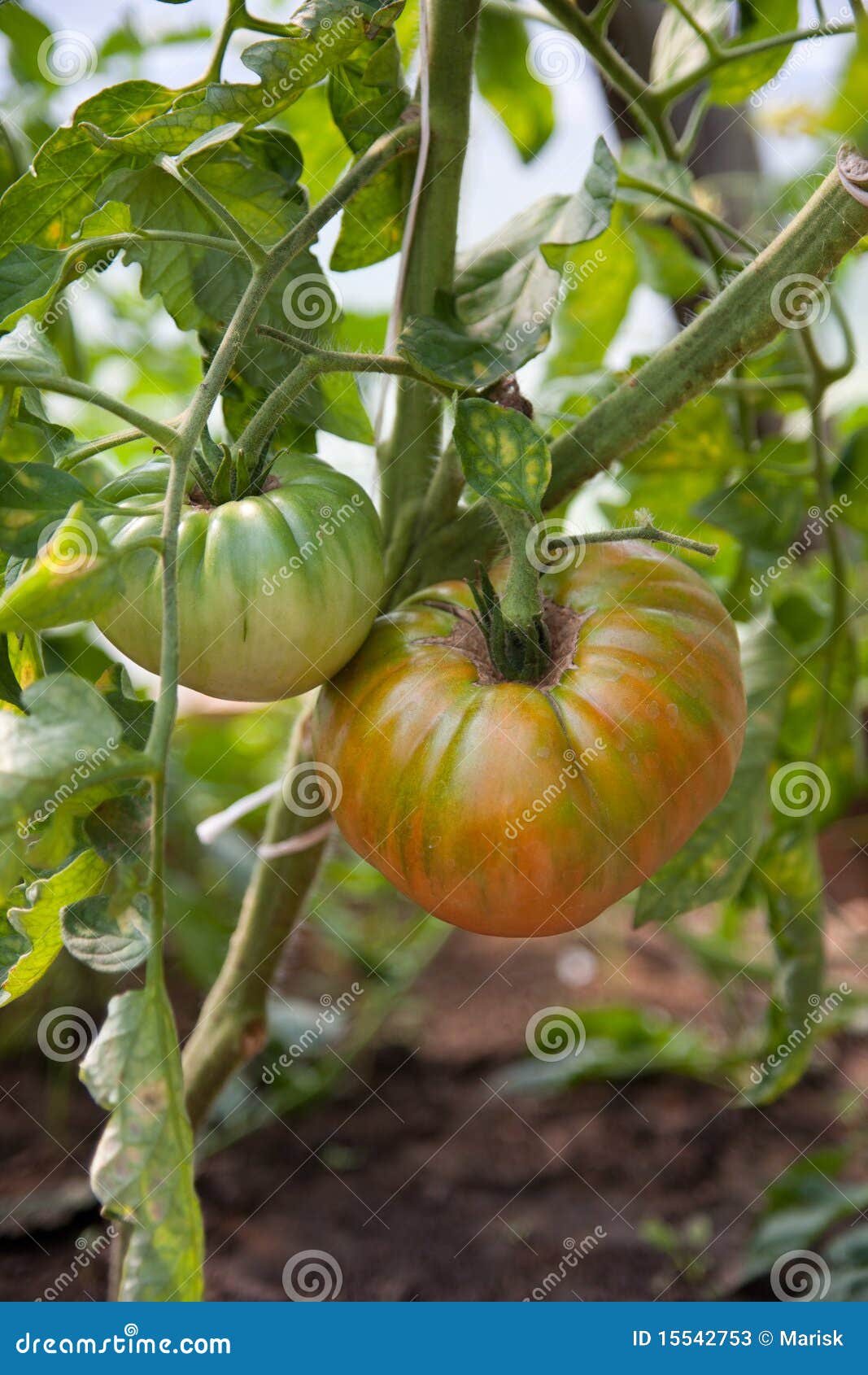 Organically grown tomatoes stock image. Image of garden - 15542753