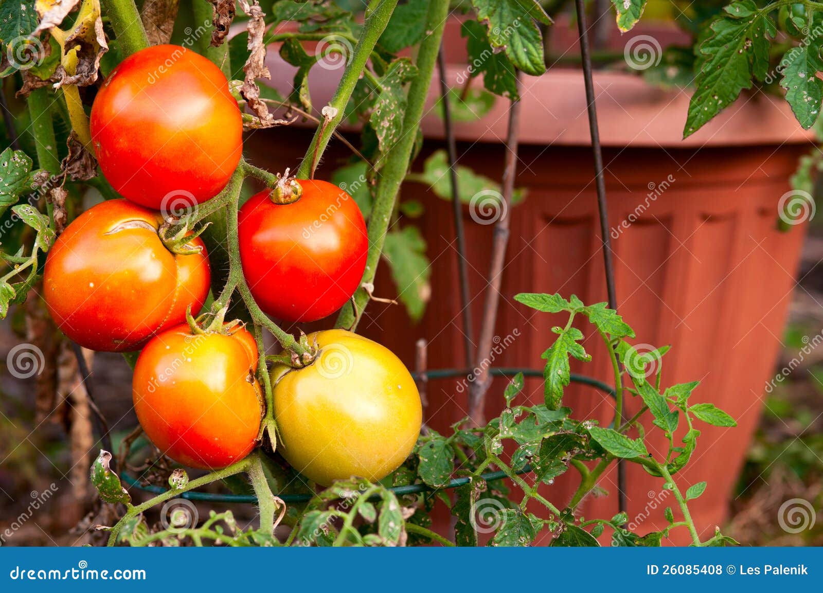 Organically grown tomatoes stock photo. Image of vegetable - 26085408