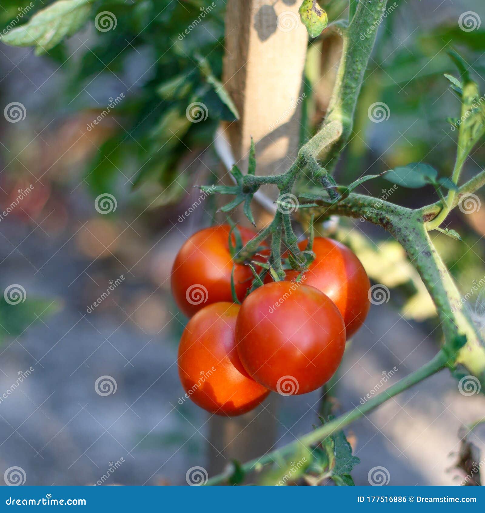 Organically Grown Tomatoes in the Greenhouse Stock Photo - Image of ...