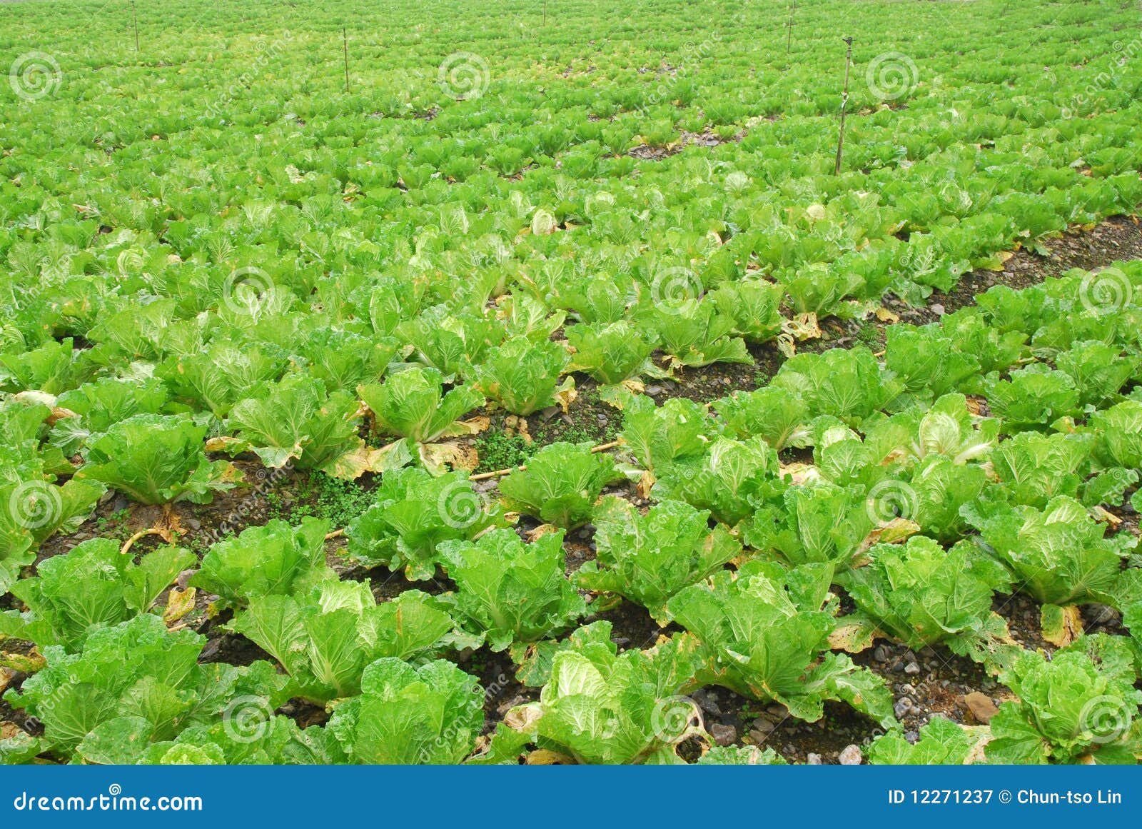 Organically Vegetable Farm. Stock Image - Image of kale, farmer: 12271237