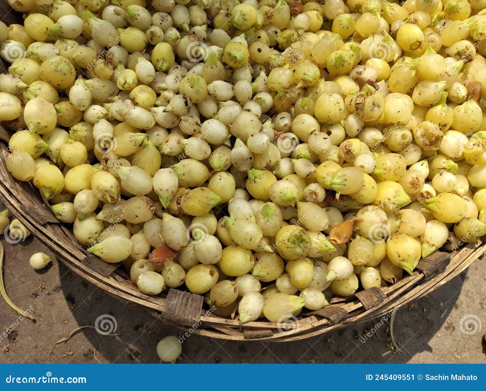 Organics Mahua Fruit Raw Herbs Stock Image - Image of fruit, organics ...