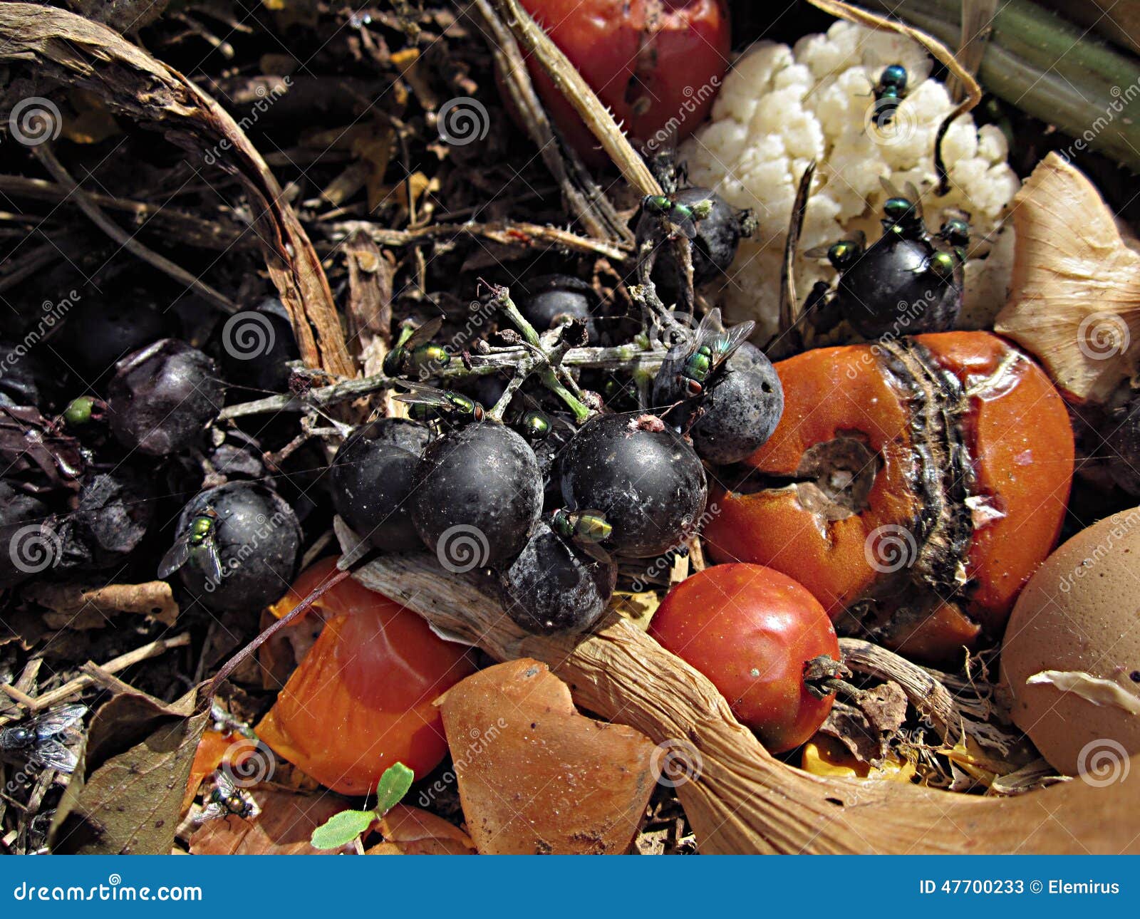 Organisch afval stock afbeelding. Image of bloemkool - 47700233