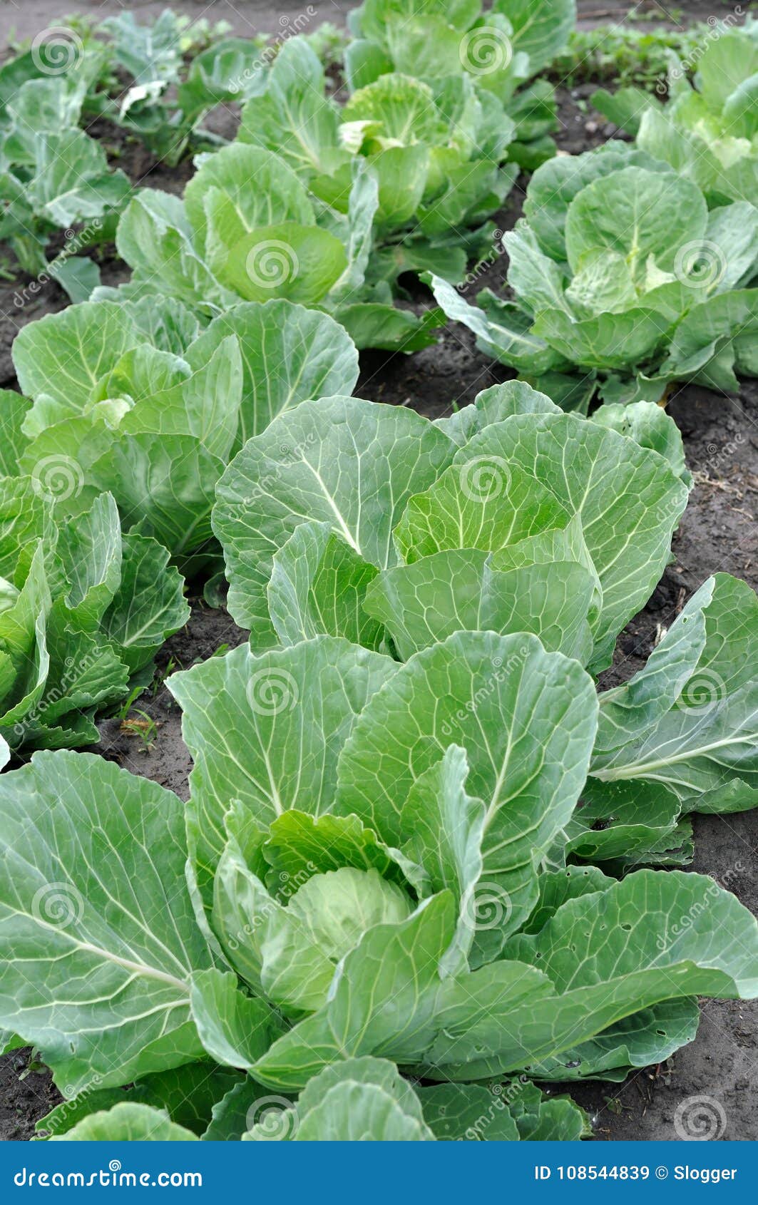 Organisch Bebaute Reifende Kohlplantage Stockbild - Bild von nahrung ...