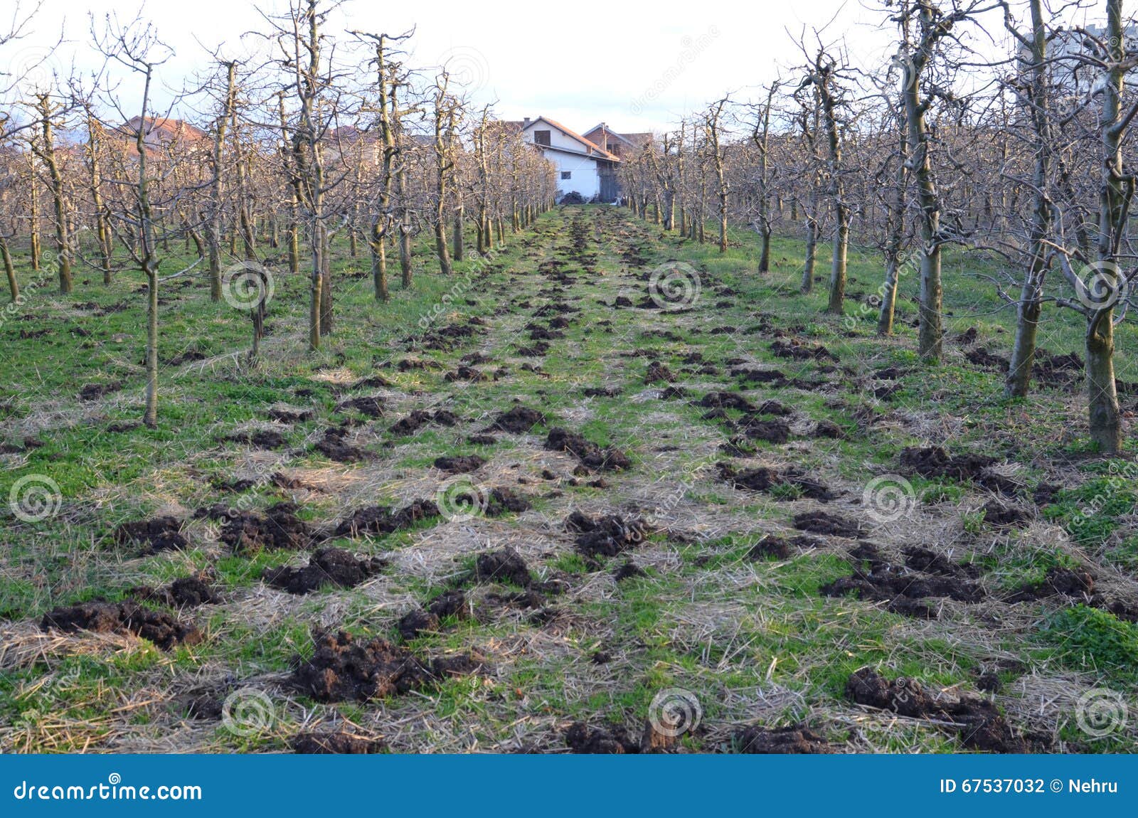 Organische Bemesting Van Een Appelboomgaard Stock Foto - Image of ...