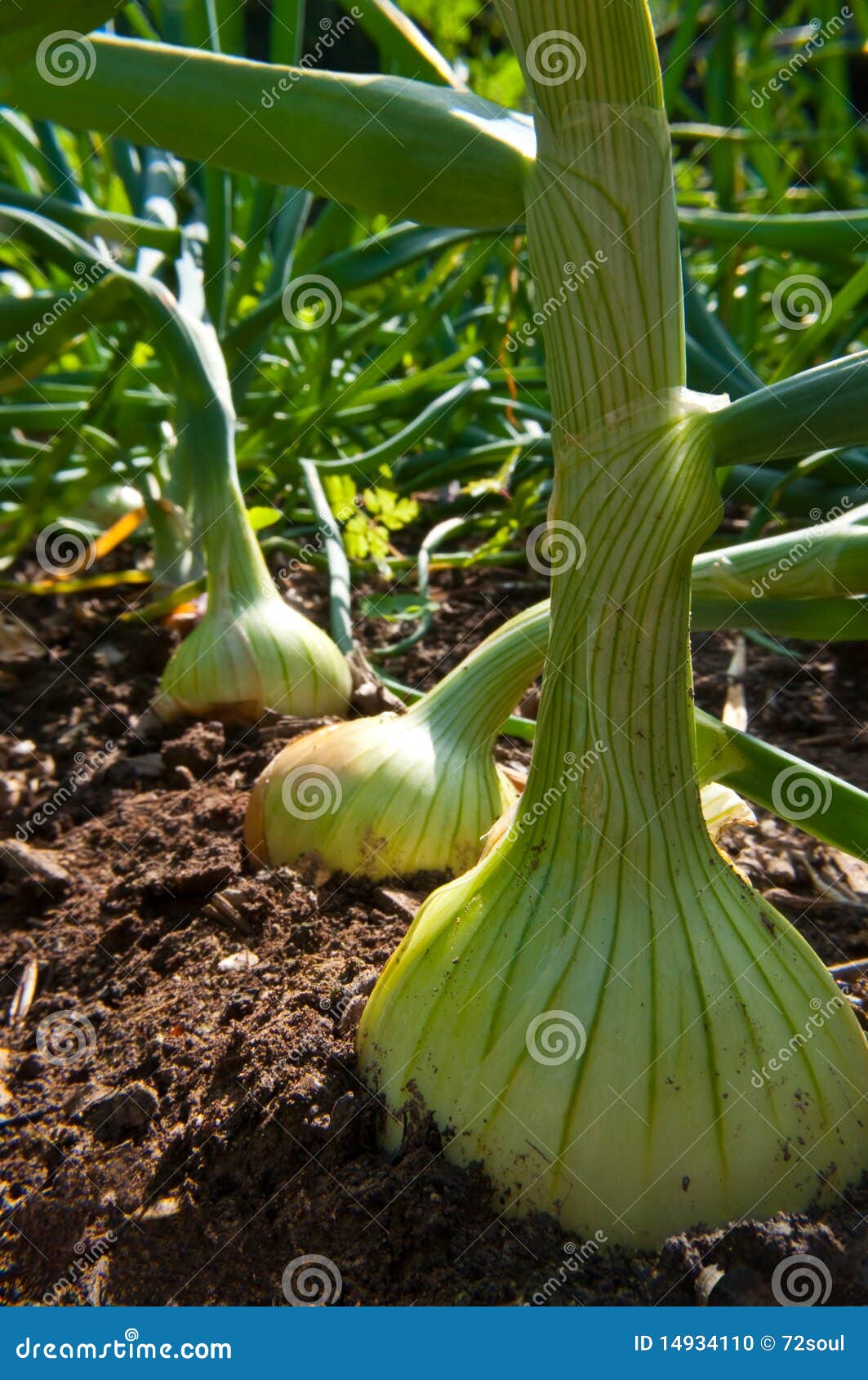 Organische Het Groeien Uien. Stock Foto - Image of vuil, voedsel: 14934110