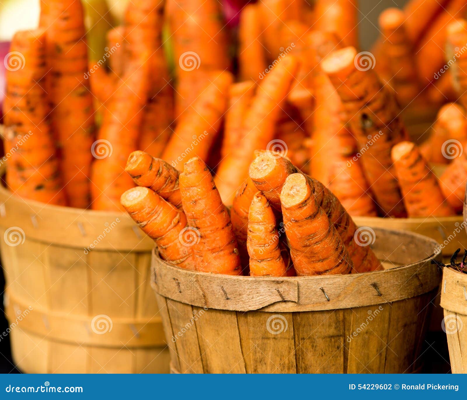 Organische Karotten Im Korb Stockfoto - Bild von ausschnitt, landwirte ...