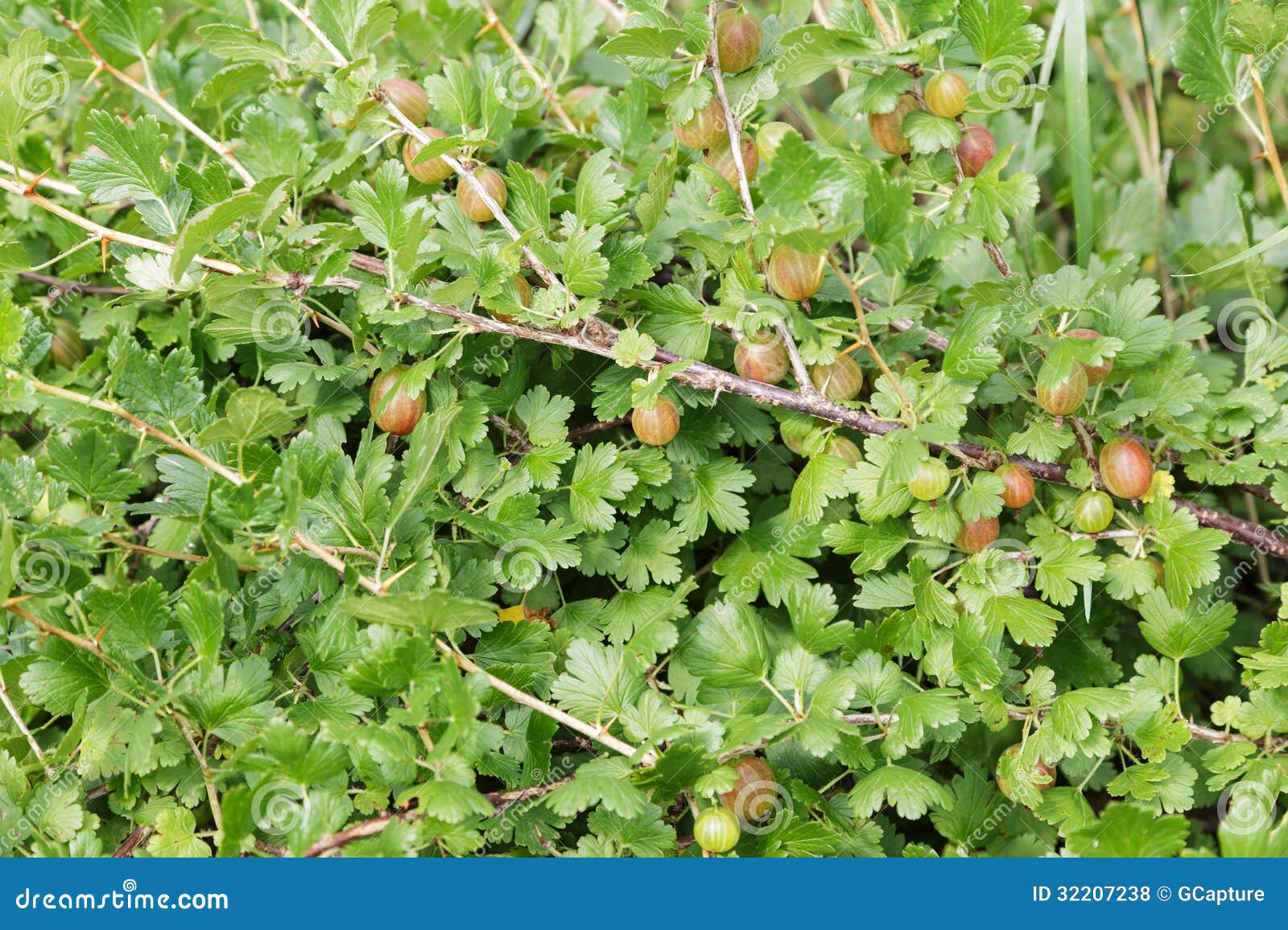 Organische Kruisbessen Op De Struik Stock Foto - Image of buiten ...