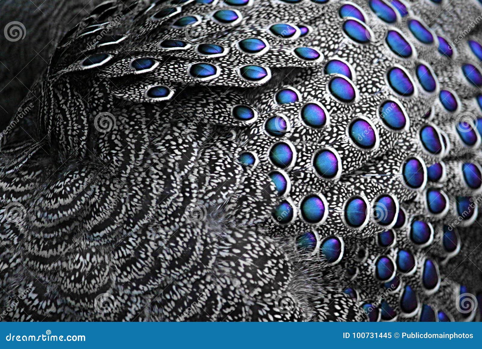 Organism, Pattern, Electric Blue, Feather Picture. Image: 100731445