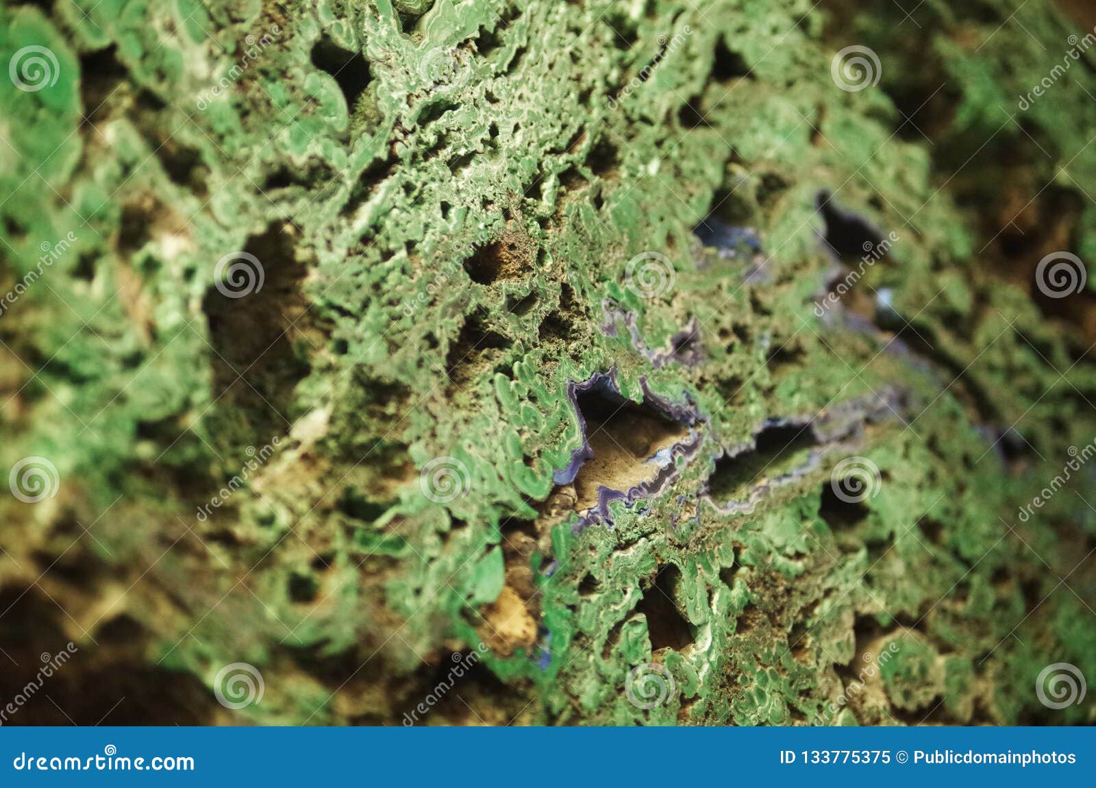 Organism, Rock Picture. Image: 133775375