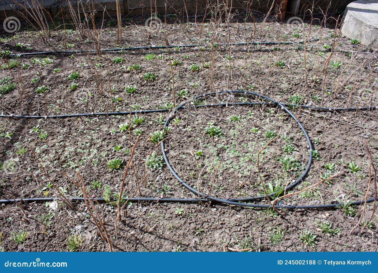 Organization of Drip Irrigation in Raspberries on Personal Plot. Spring ...