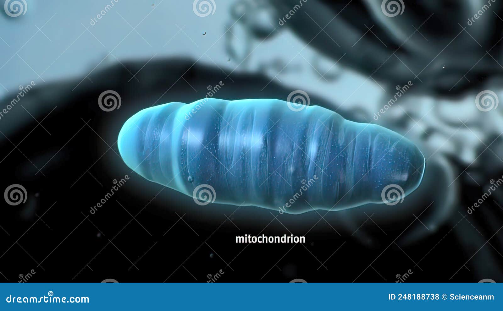 Organization and Dynamics of Human Mitochondrial DNA. Mitochondria and ...
