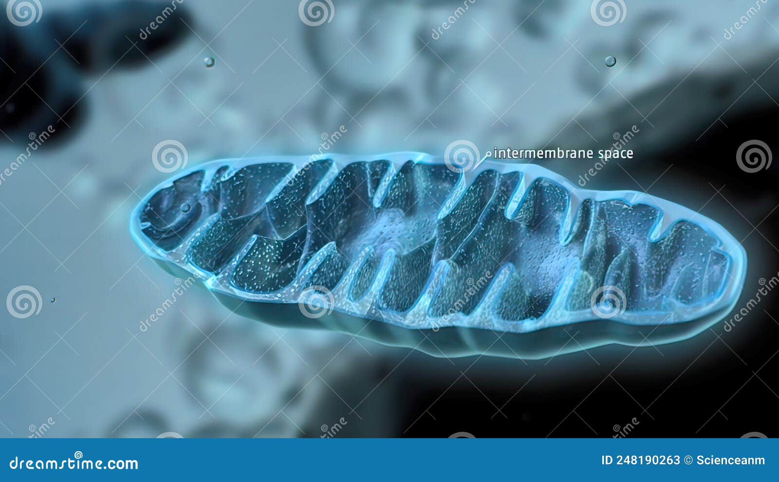 Organization and Dynamics of Human Mitochondrial DNA. Mitochondria and ...