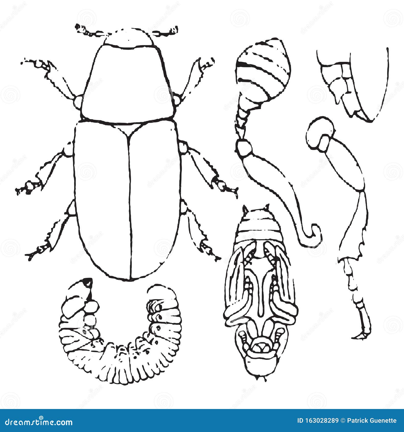 Organization External Skeleton of Tomic, Vintage Engraving Stock Vector ...