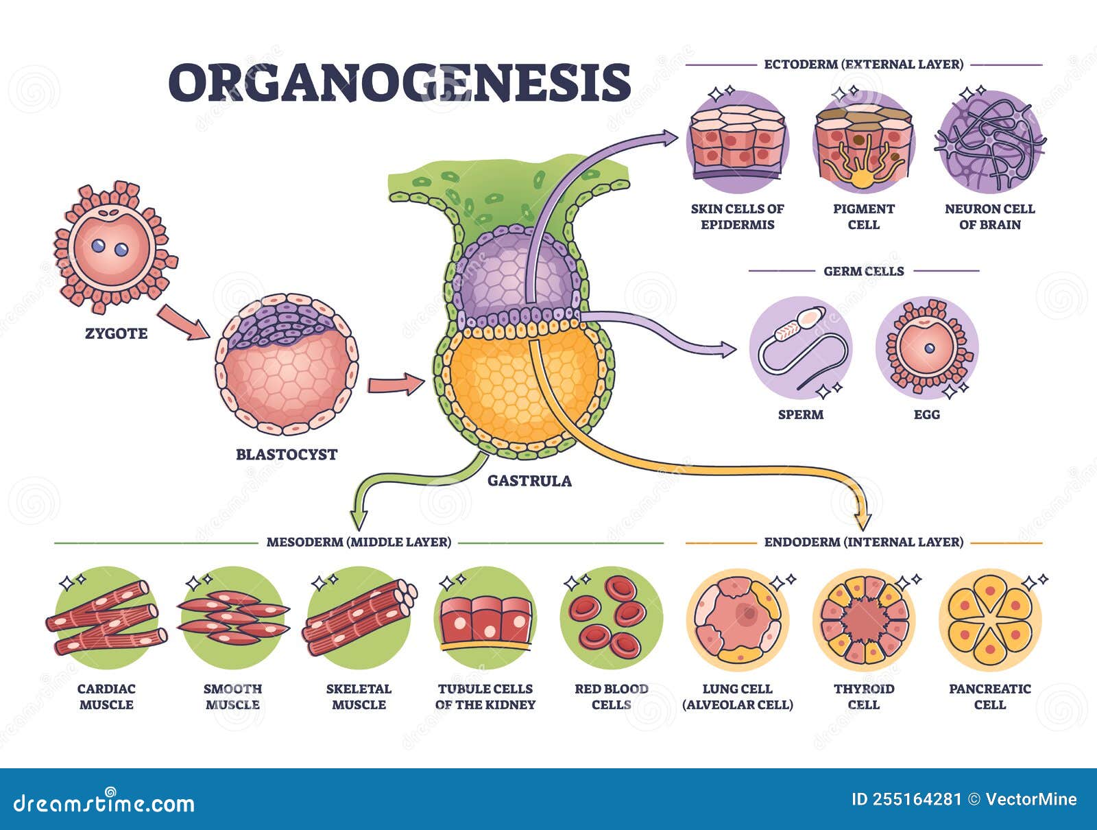 Human Embryo Diagram