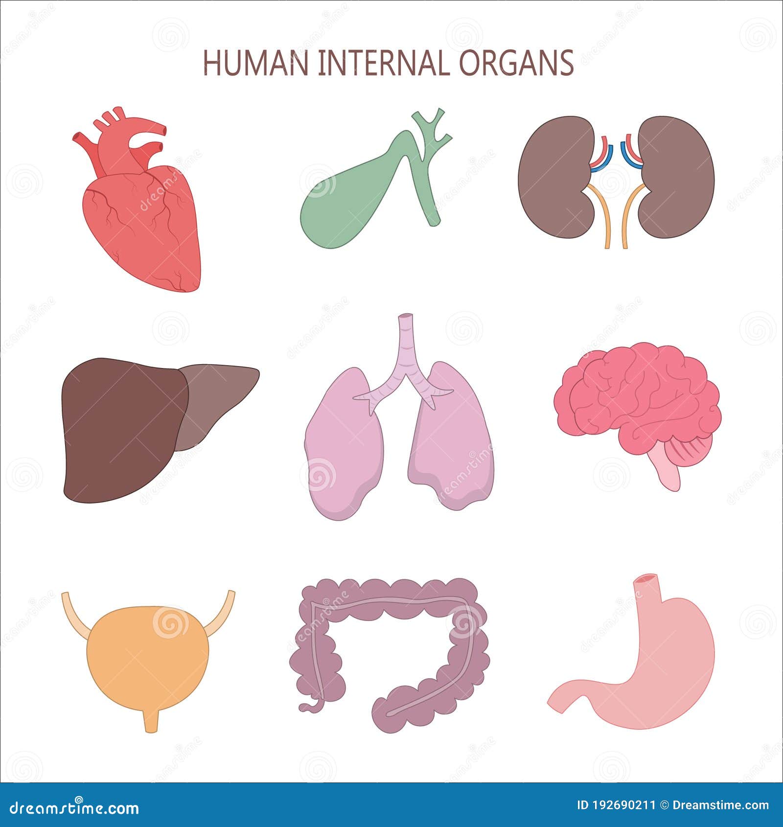 Cartoon Human Organs Isolated on White Background. Stock Vector ...