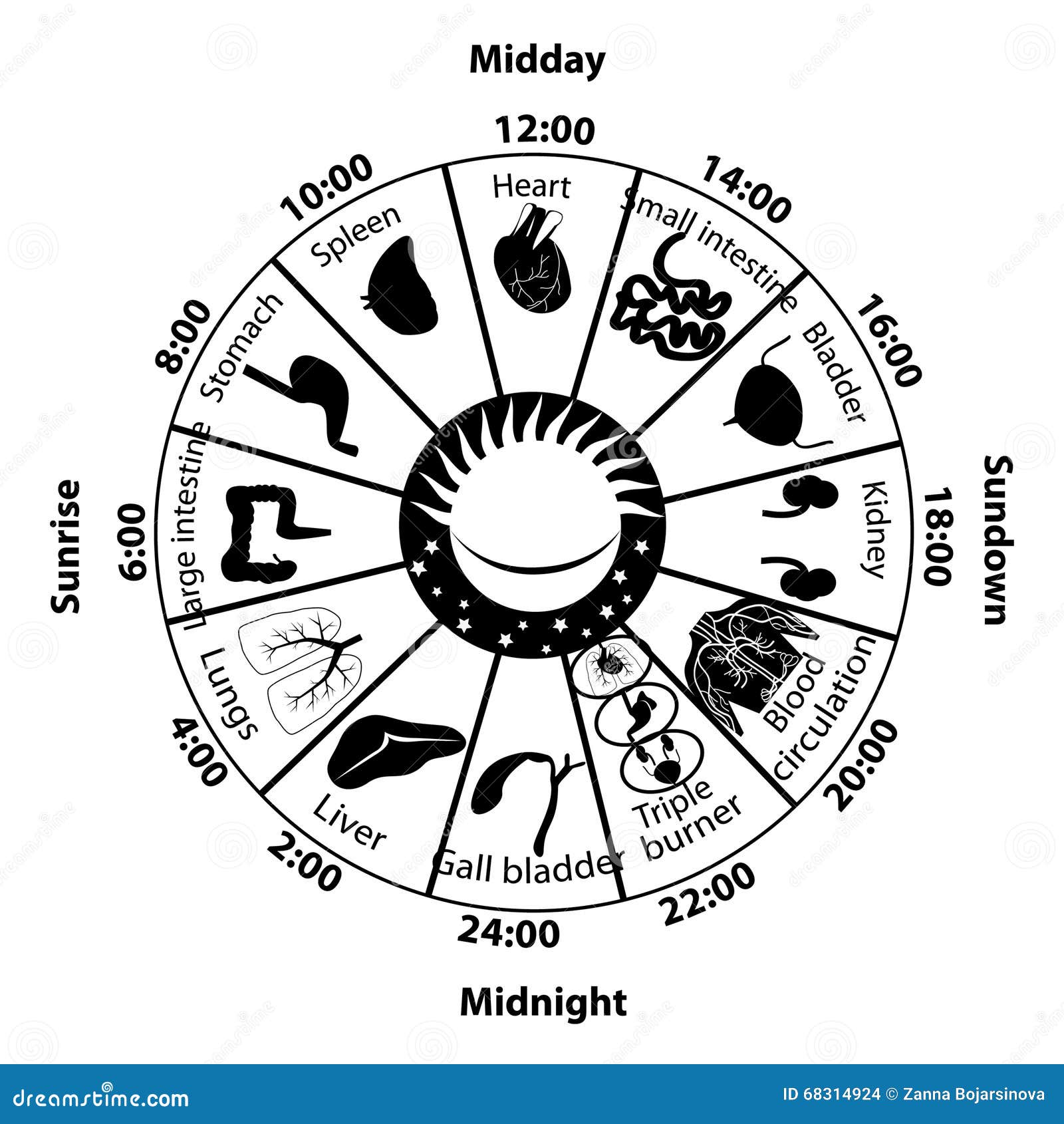 Organs Biorhythms stock vector. Illustration of blood - 68314924
