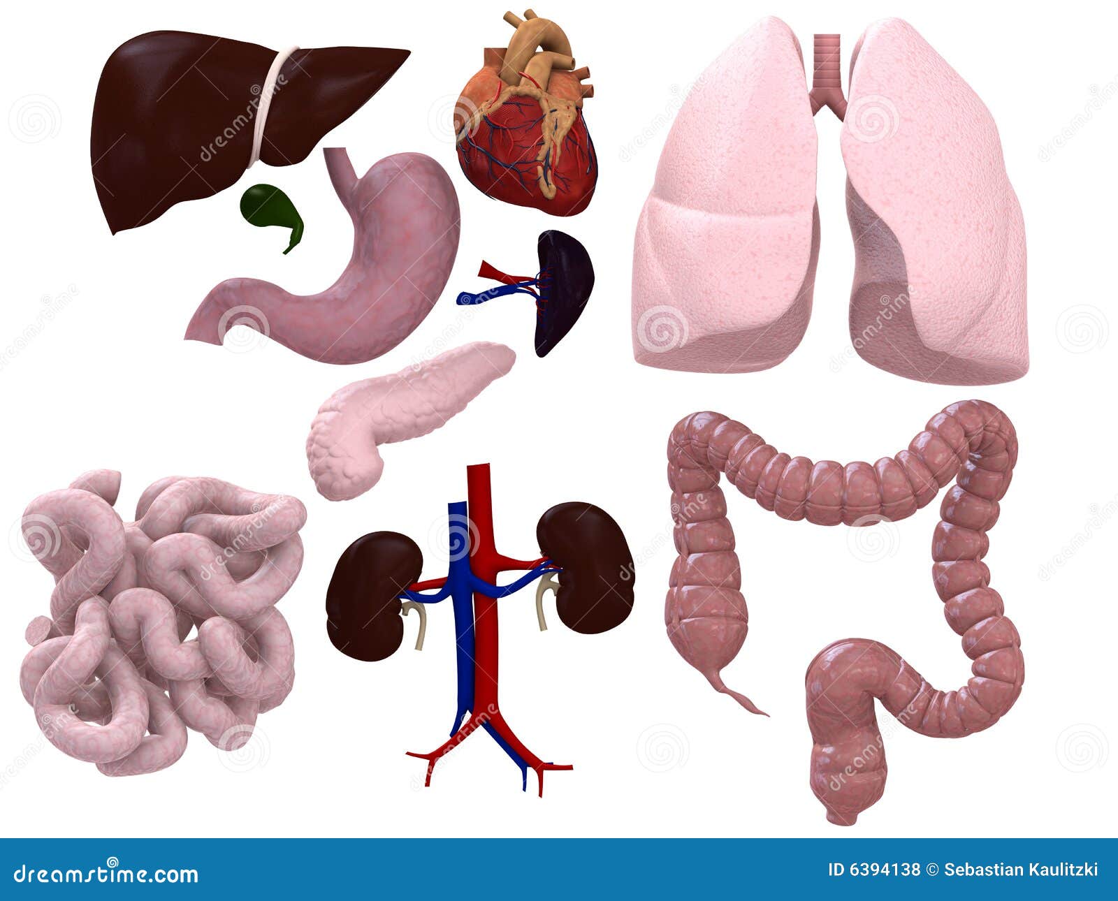 Organs chart stock illustration. Illustration of anatomy - 6394138
