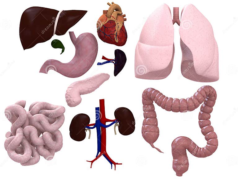 Organs chart stock illustration. Illustration of anatomy - 6394138