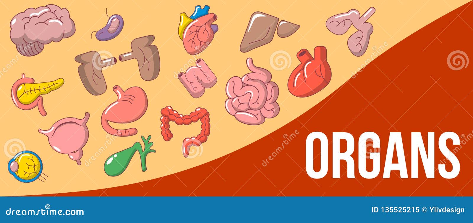 Organs Concept Banner, Cartoon Style Stock Vector - Illustration of ...