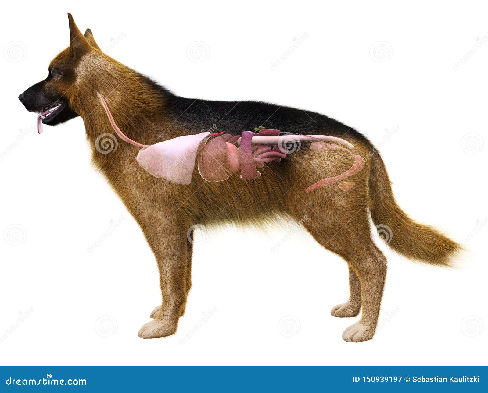 The organs of the dog stock illustration. Illustration of duodenum ...