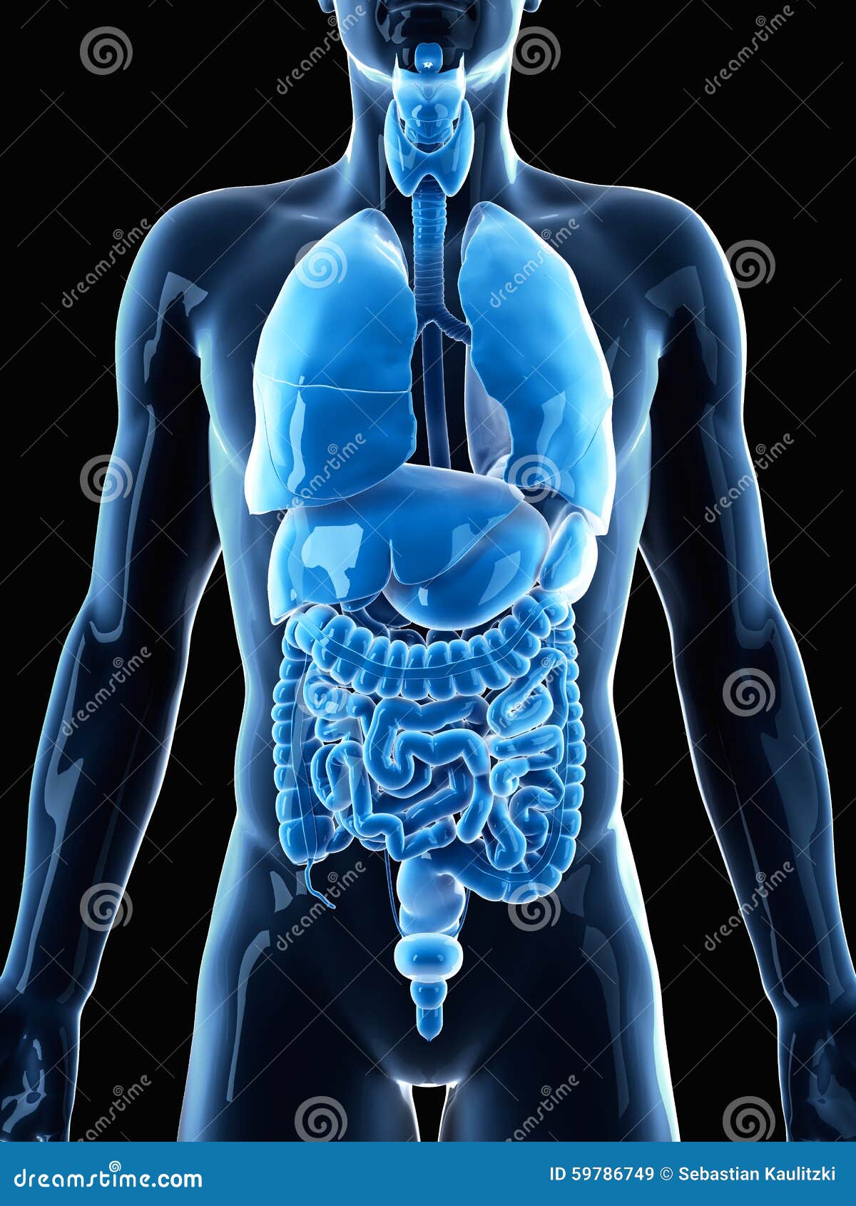 The organs stock illustration. Illustration of anatomy - 59786749