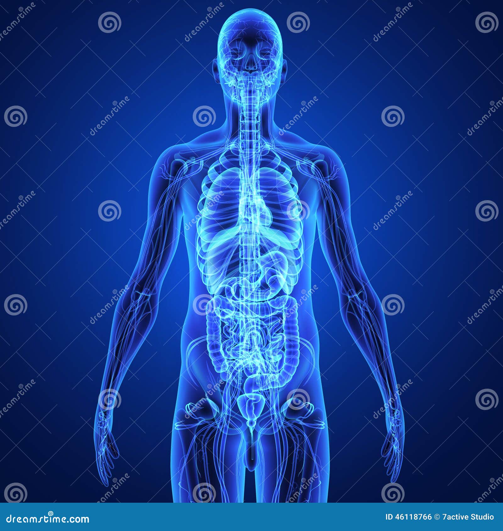 Organs stock illustration. Illustration of health, liver - 46118766
