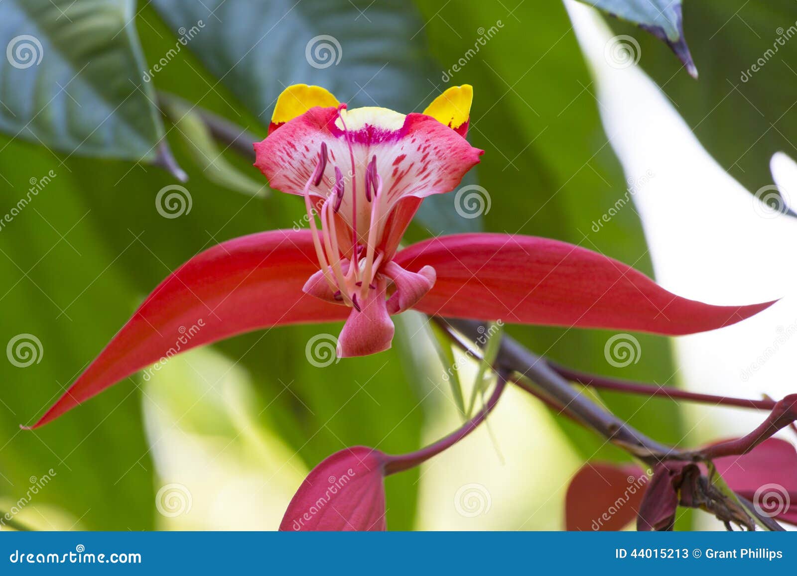 Orgullo De Birmania En Flor Imagen de archivo - Imagen de australia ...