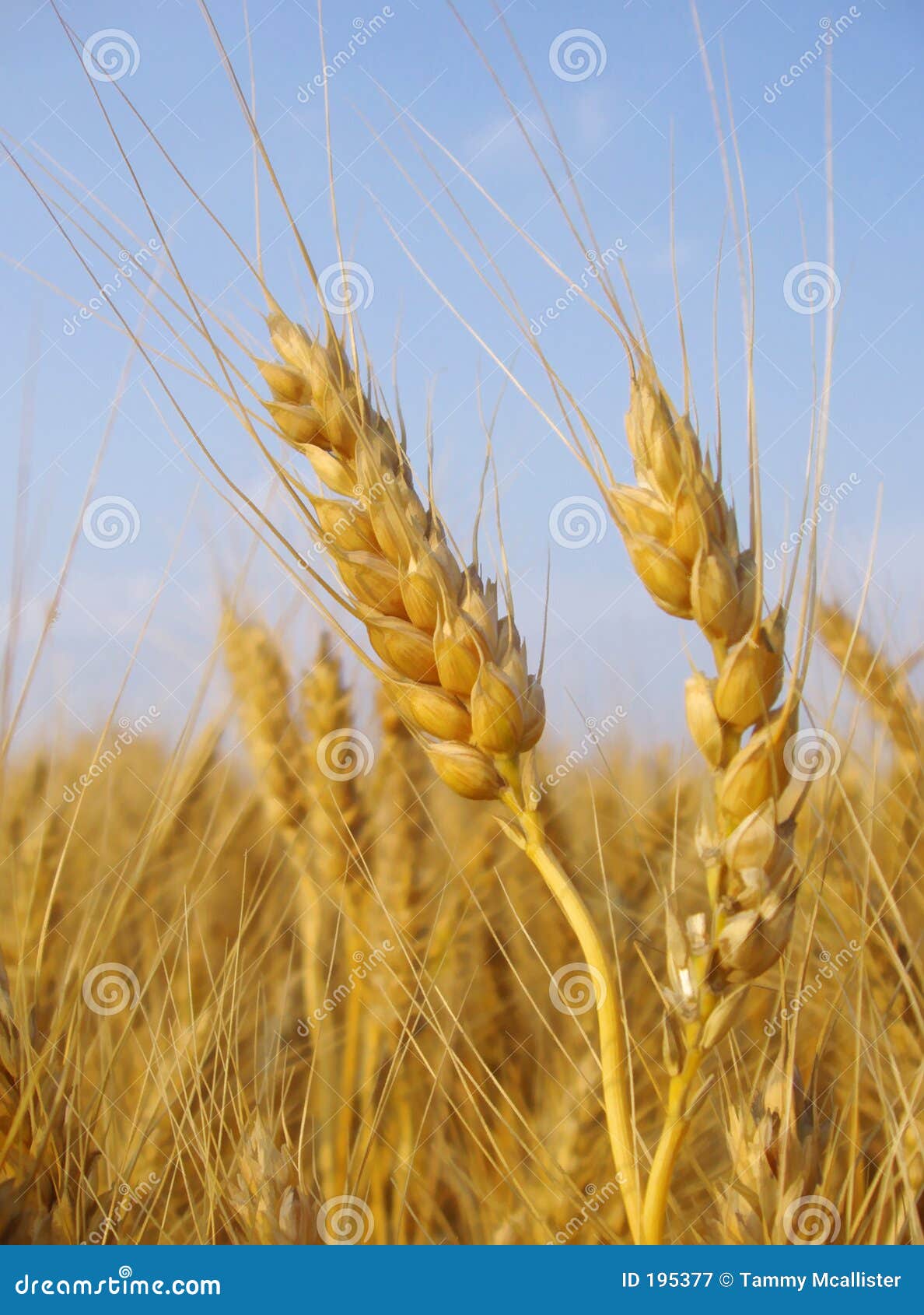 Orgullo de Joe imagen de archivo. Imagen de maduro, agricultura - 195377