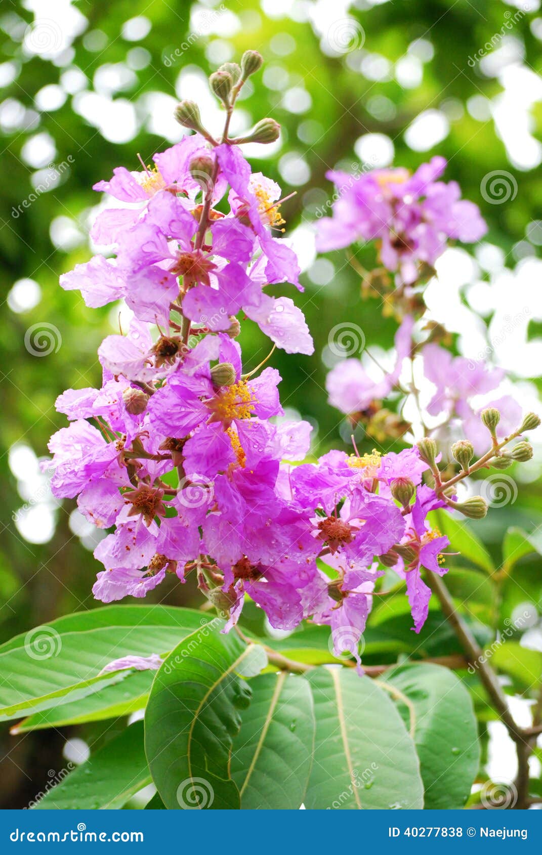Orgullo De La Flor De La India Foto de archivo - Imagen de naturalizado ...