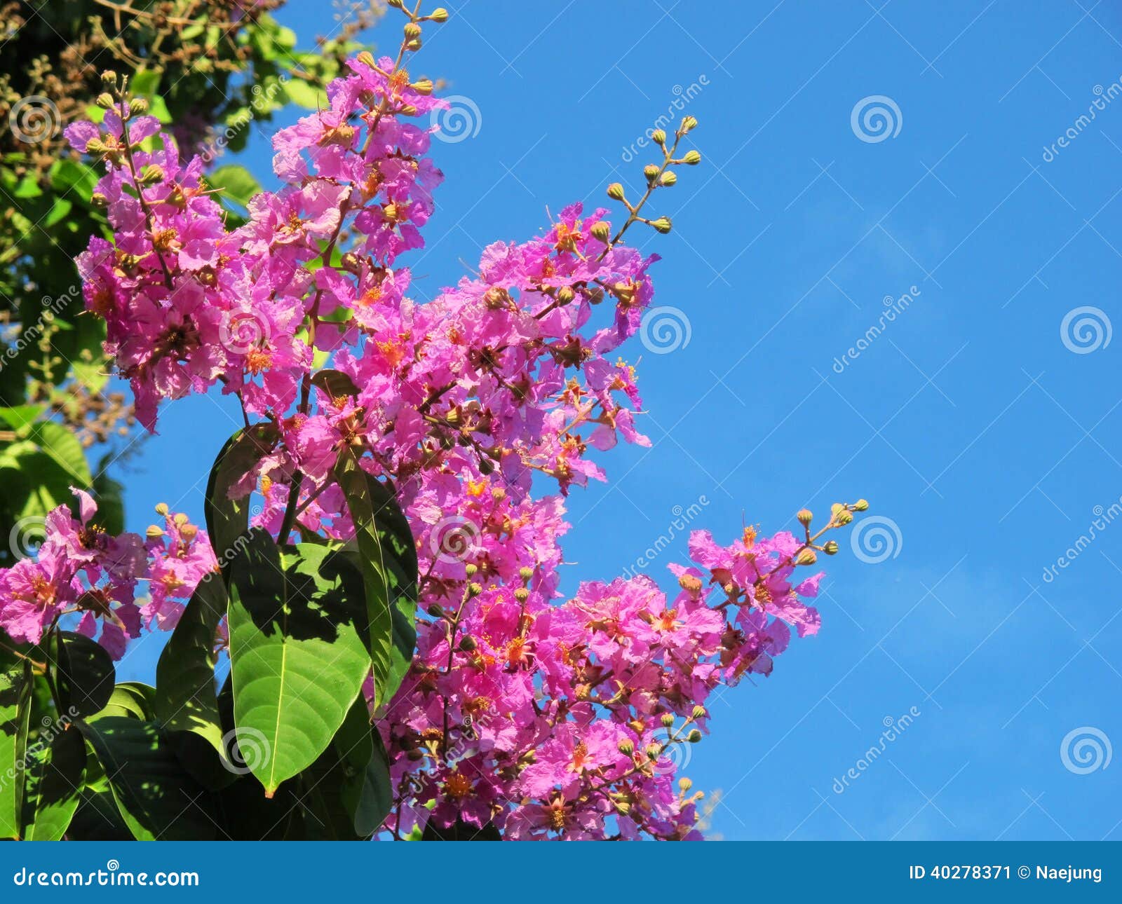 Orgullo De La Flor De La India Imagen de archivo - Imagen de gobierno ...