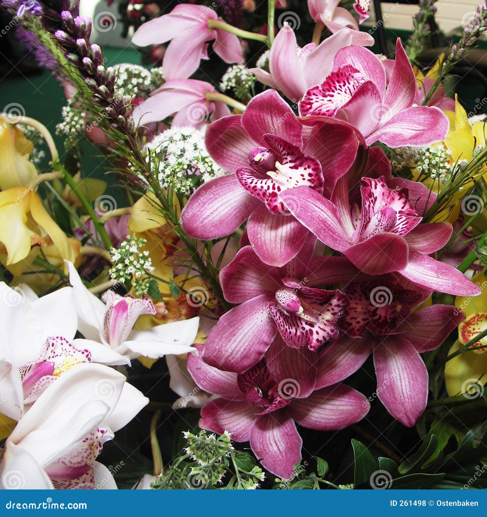 Orhid flower stock photo. Image of blossom, beautiful, color - 261498