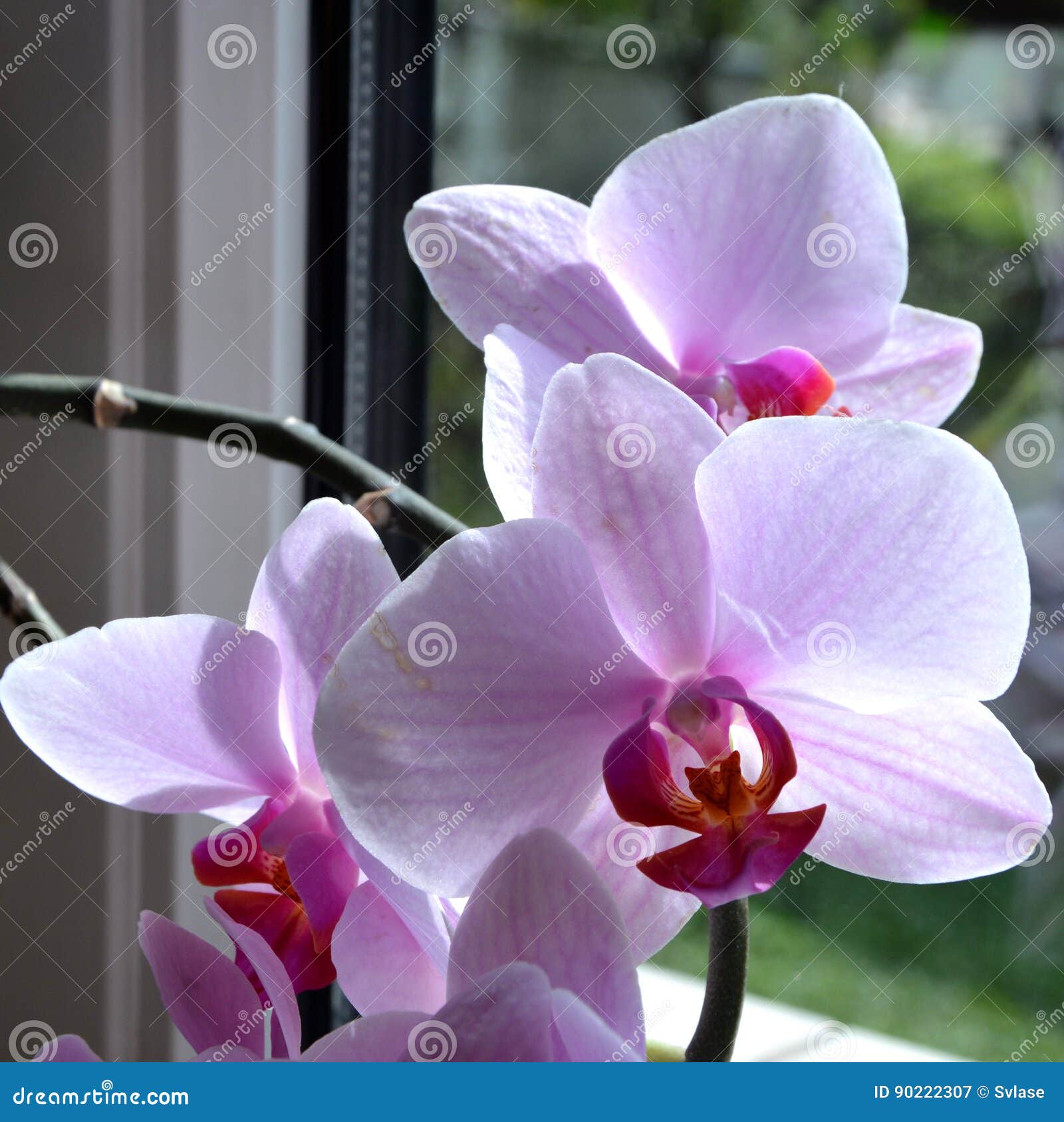 Orhideea. Flowers in the Living Room Stock Image - Image of living ...